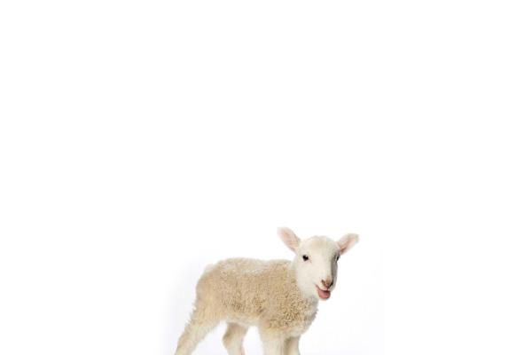 Revelation 12 - Overcoming by the Blood of the Lamb and the Word of our ...